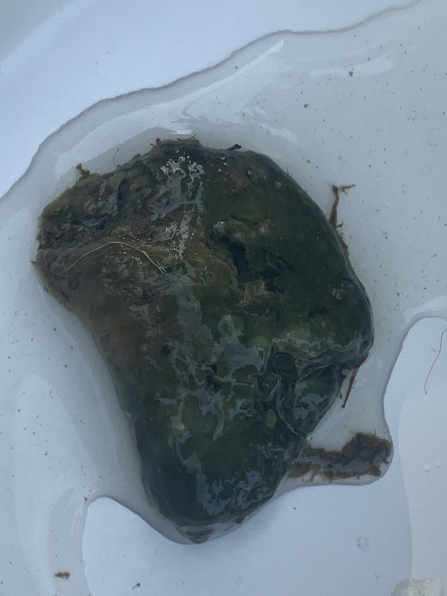 Harmful Algal Bloom (HAB) - Washington County Health Department